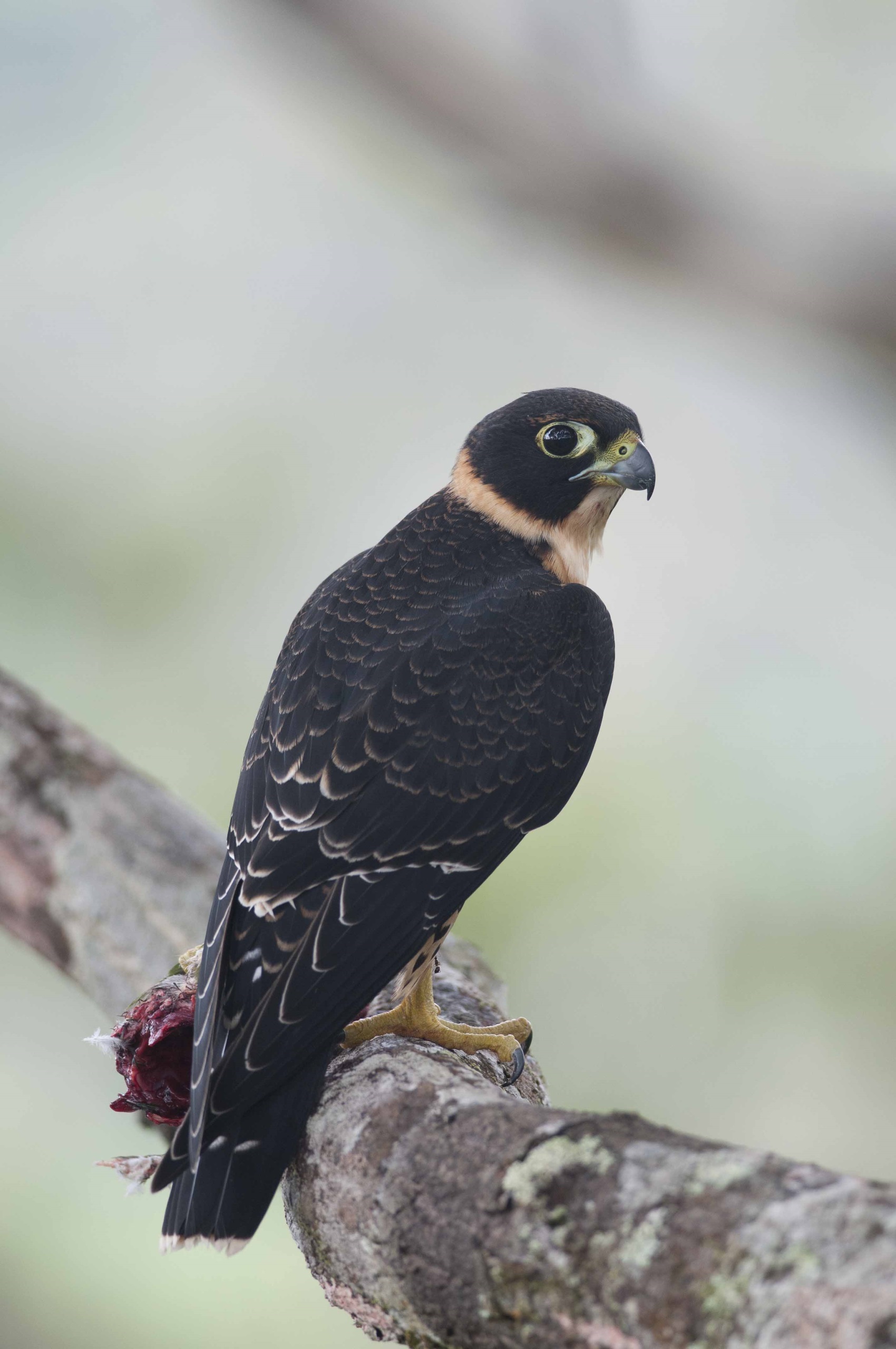 Faune-Oiseaux-Nouragues