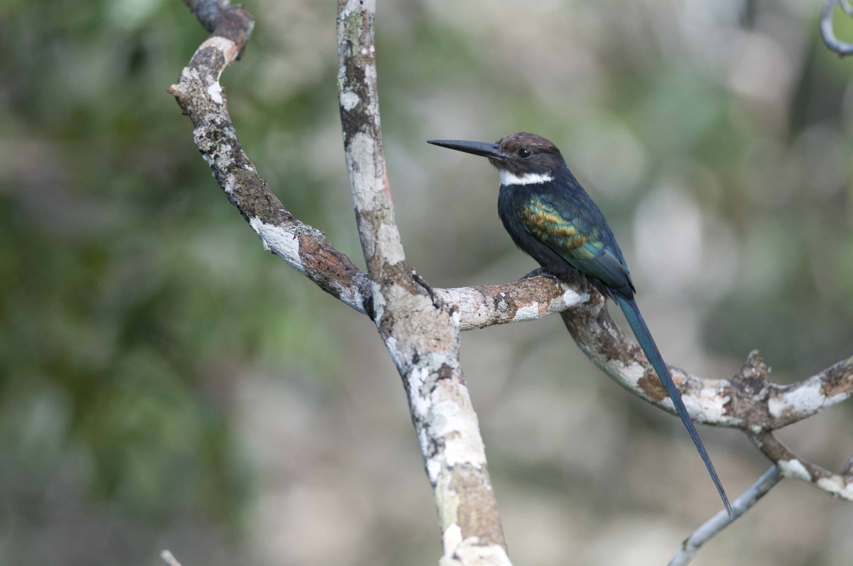 Faune-Oiseaux-Nouragues