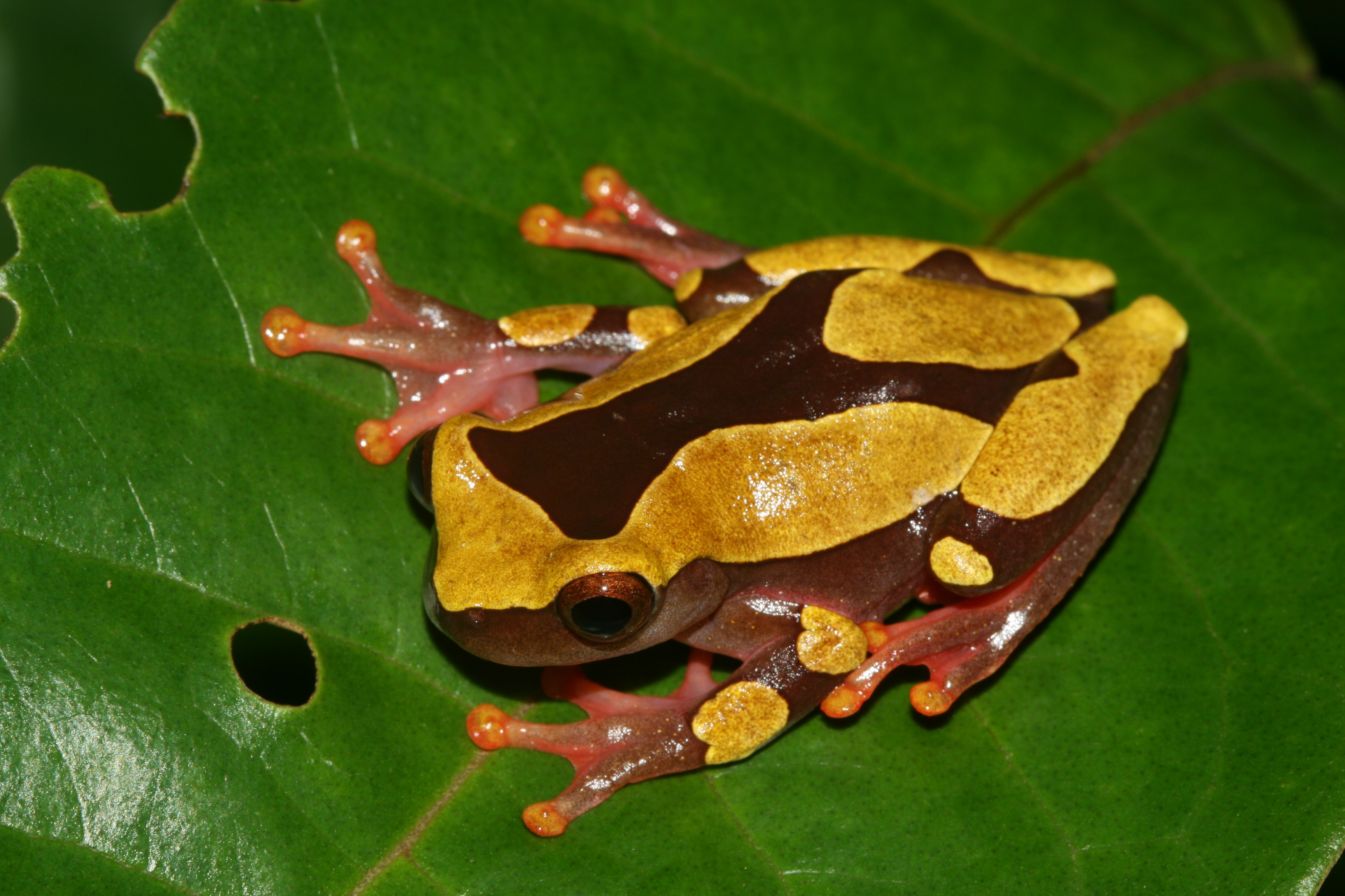 Faune-Nouragues